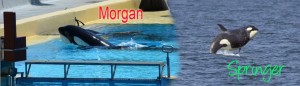 Morgan & Springer - Free Morgan Foundation