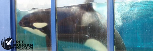 Free Morgan Foundation