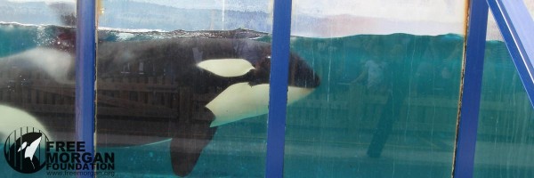 Free Morgan Foundation