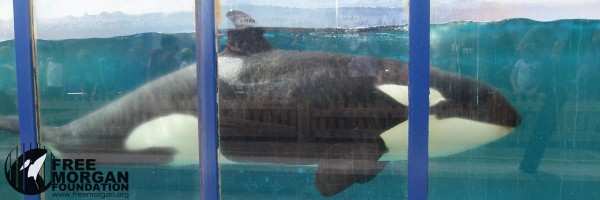 Free Morgan Foundation