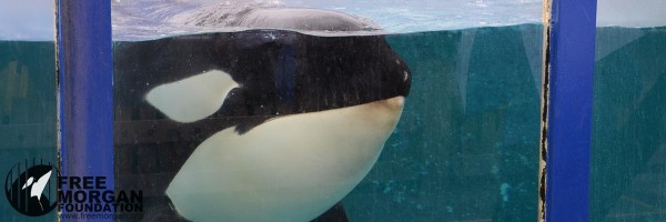 Free Morgan Foundation