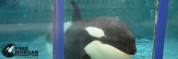 Free Morgan Foundation