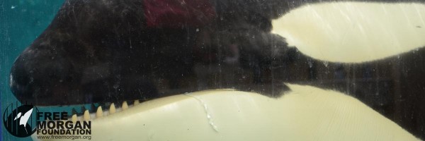 Free Morgan Foundation