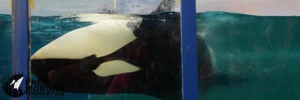 Free Morgan Foundation