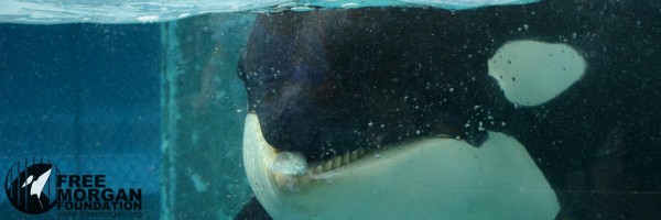 Free Morgan Foundation