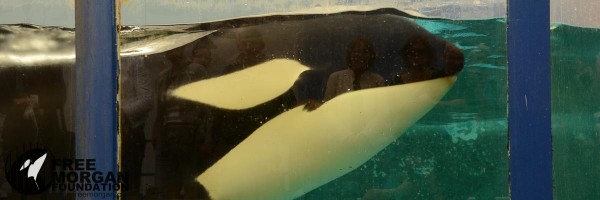 Free Morgan Foundation