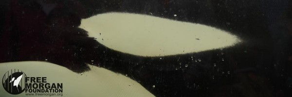 Free Morgan Foundation