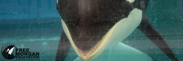 Free Morgan Foundation