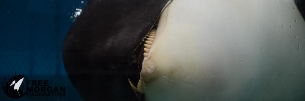 Free Morgan Foundation