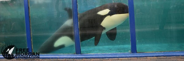 Free Morgan Foundation