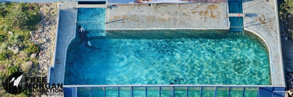 Free Morgan Foundation