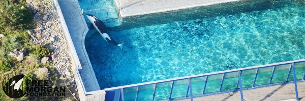 Free Morgan Foundation