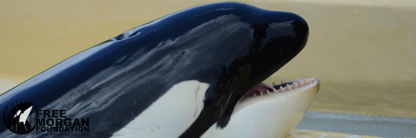 Free Morgan Foundation