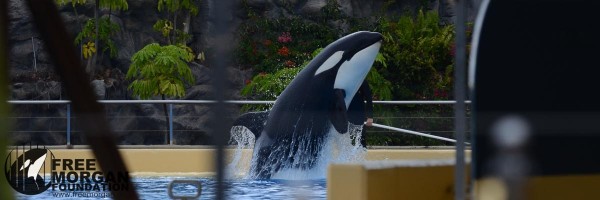 Free Morgan Foundation