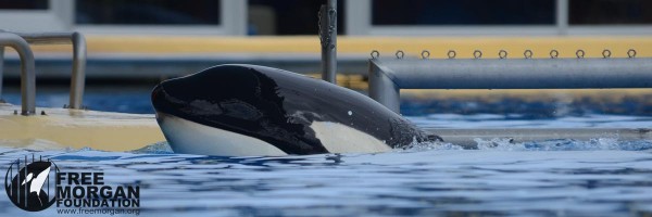 Free Morgan Foundation