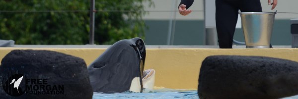 Free Morgan Foundation