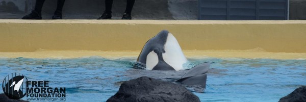 Free Morgan Foundation