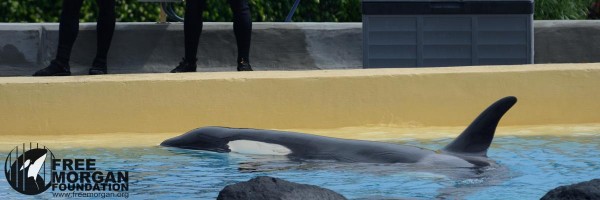 Free Morgan Foundation