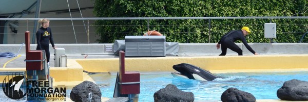 Free Morgan Foundation