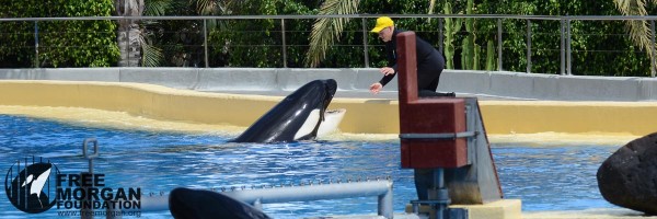 Free Morgan Foundation