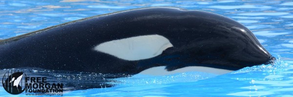 Free Morgan Foundation