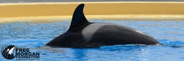 Free Morgan Foundation