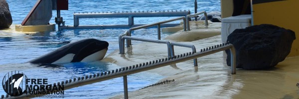 Free Morgan Foundation