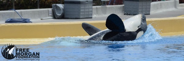 Morgan & Springer - Free Morgan Foundation