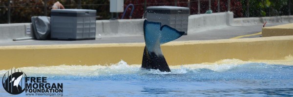 Free Morgan Foundation