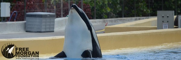 Free Morgan Foundation