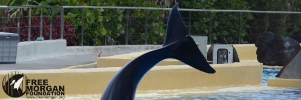 Free Morgan Foundation