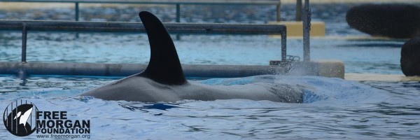 Free Morgan Foundation