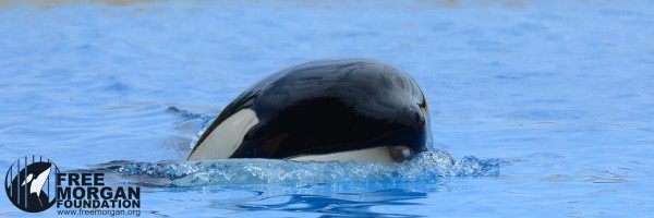 Free Morgan Foundation
