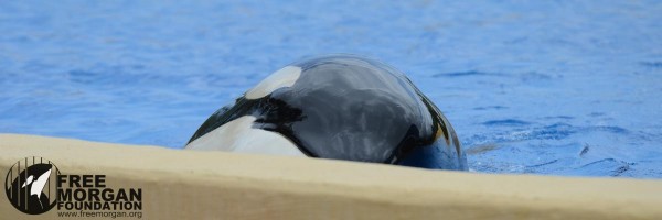 Free Morgan Foundation