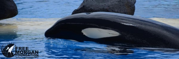 Free Morgan Foundation