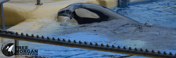 Free Morgan Foundation