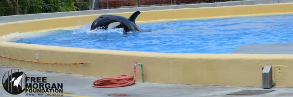 Free Morgan Foundation