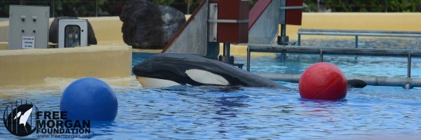 Free Morgan Foundation