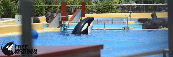 Free Morgan Foundation