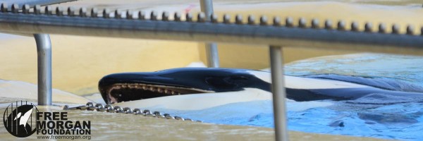 Free Morgan Foundation