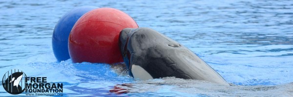 Free Morgan Foundation