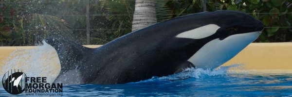 Free Morgan Foundation