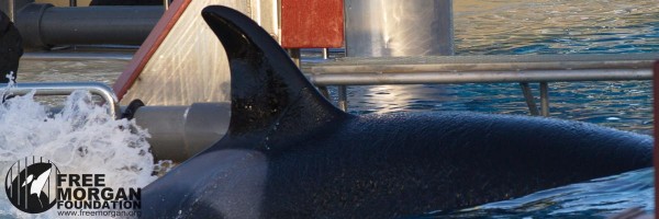 Free Morgan Foundation