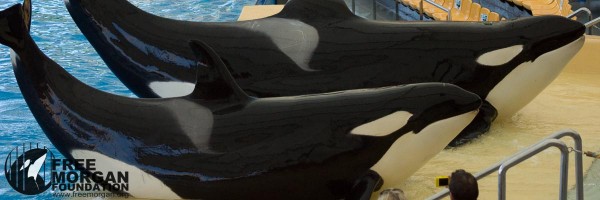 Free Morgan Foundation